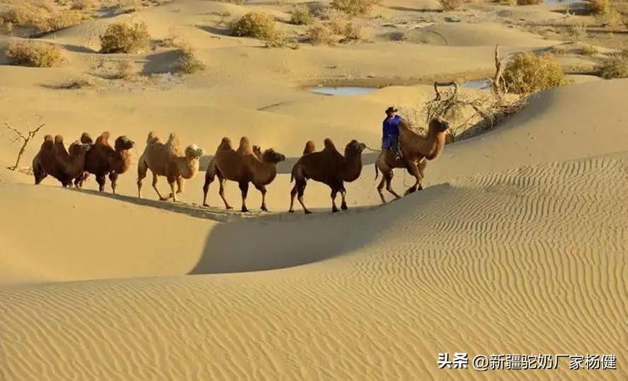 How do camels regulate their body temperature in the hot summer? - iNEWS