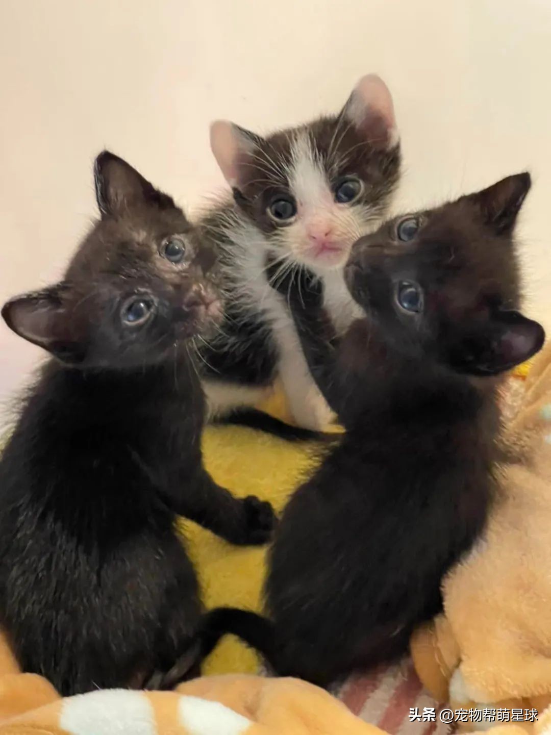Picked up three little milk cats, every time after feeding them, they ...