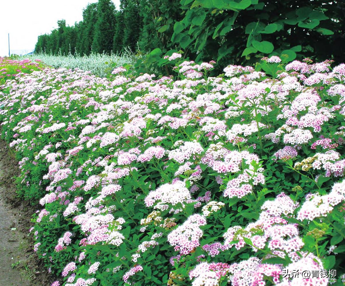 Cutting Propagation Technology of Japanese Spiraea - iNEWS