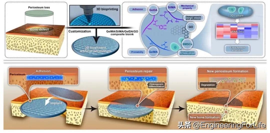 [Bone Repair and Regeneration]In the application, how to choose ...