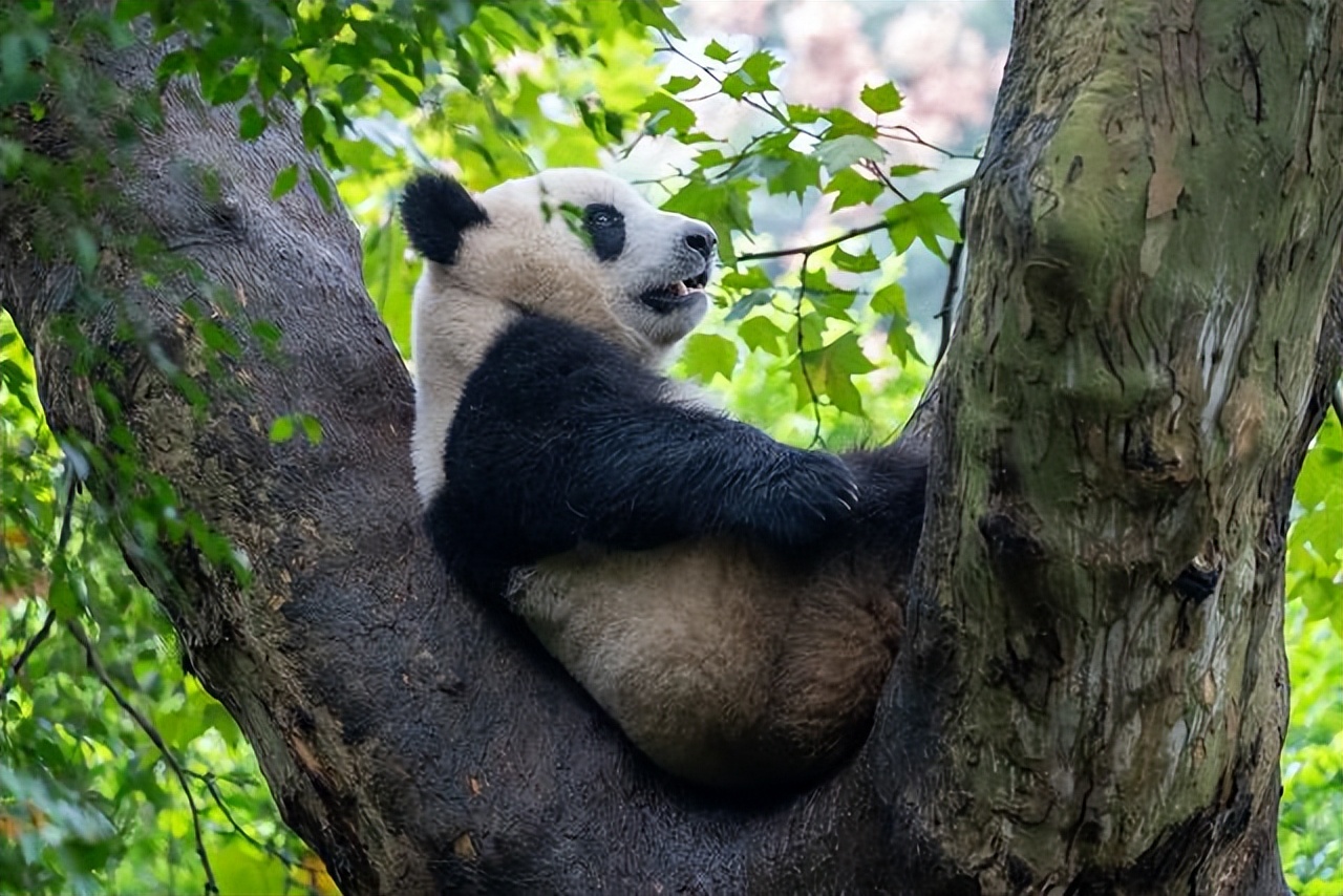 What are the natural enemies of giant pandas? The last one was ...