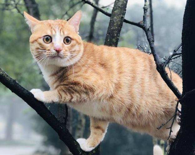 Do you know the "four-eared cat"?Why were four-eared cats so popular in ...