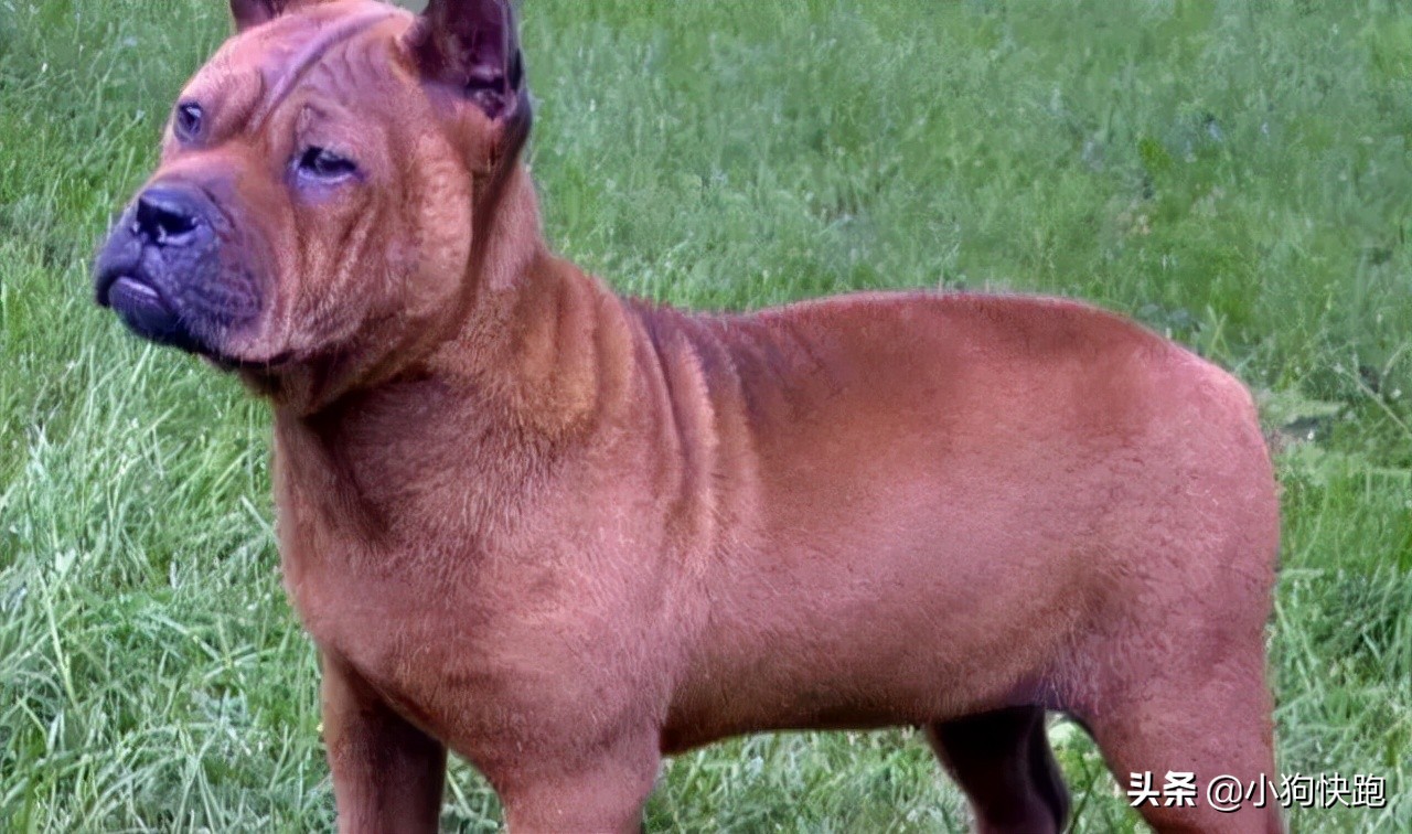 One of the most ferocious hunting dogs in China, once expeditioned to ...