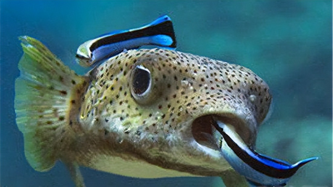 Top 10 Hermaphroditic Creatures in the World - iNEWS