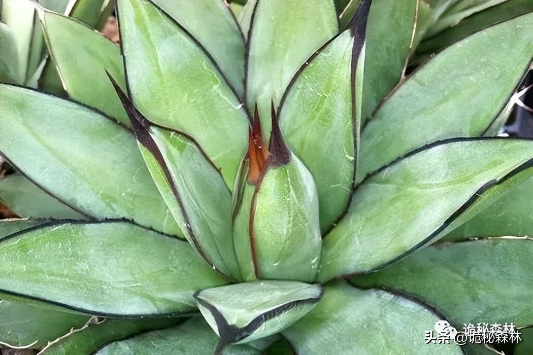 Agave 'Royal Spine' - iNEWS