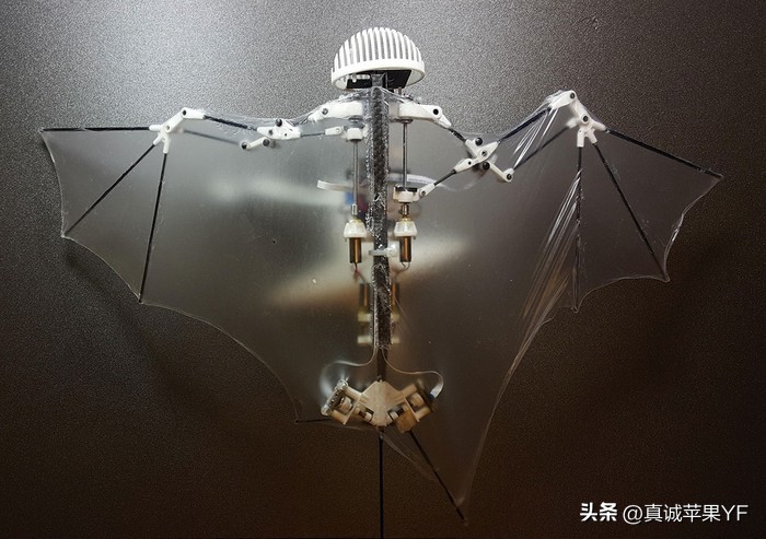 Bionic robot goes undercover to study animal behavior - iNEWS