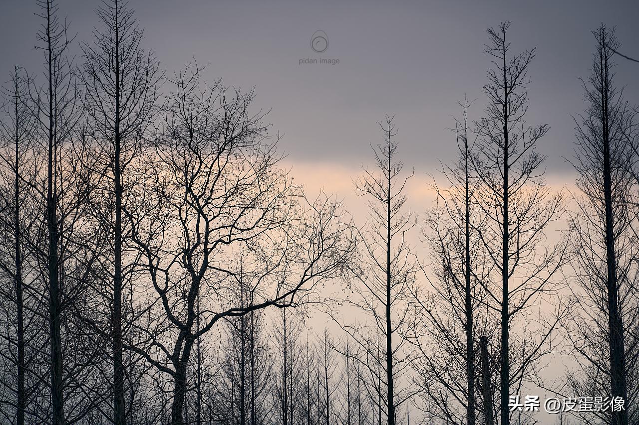 Lesson 11: Control the details and shoot "artistic" trees - iMedia