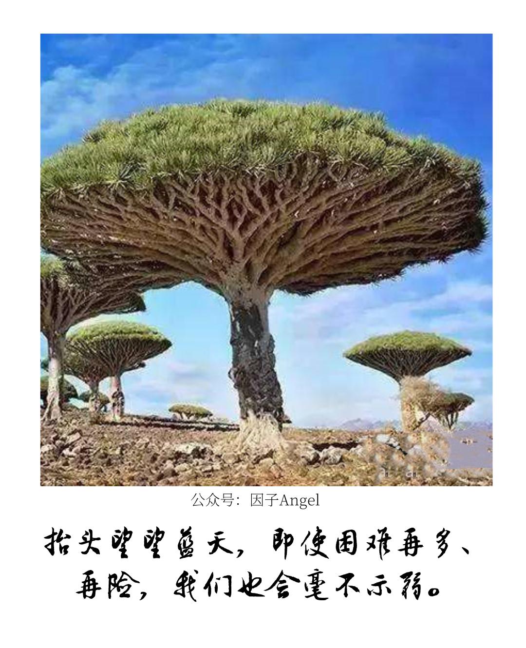 The 36 Skills of Plants - Longevity - iNEWS