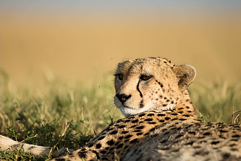 Tracking the Leopard: Exploring Leopard Ecology and Conservation - iNEWS