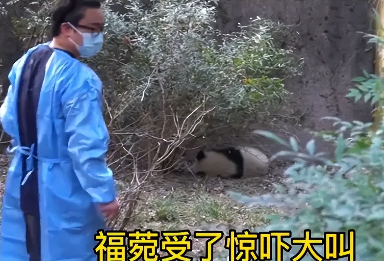 The base responded that the giant panda Fu Wan was splashed with water ...