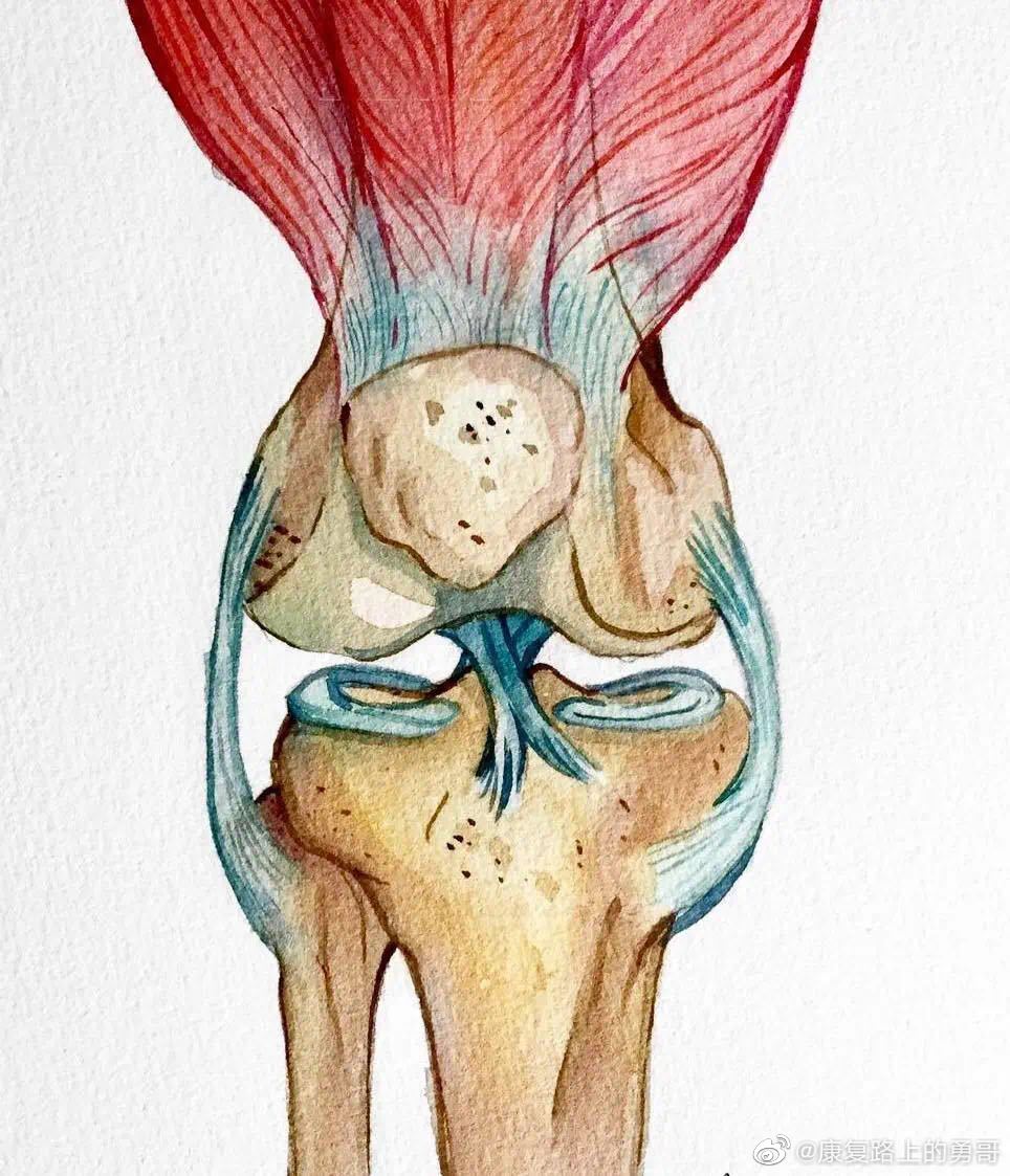 Analysis of the causes of knee hyperextension in hemiplegic patients ...