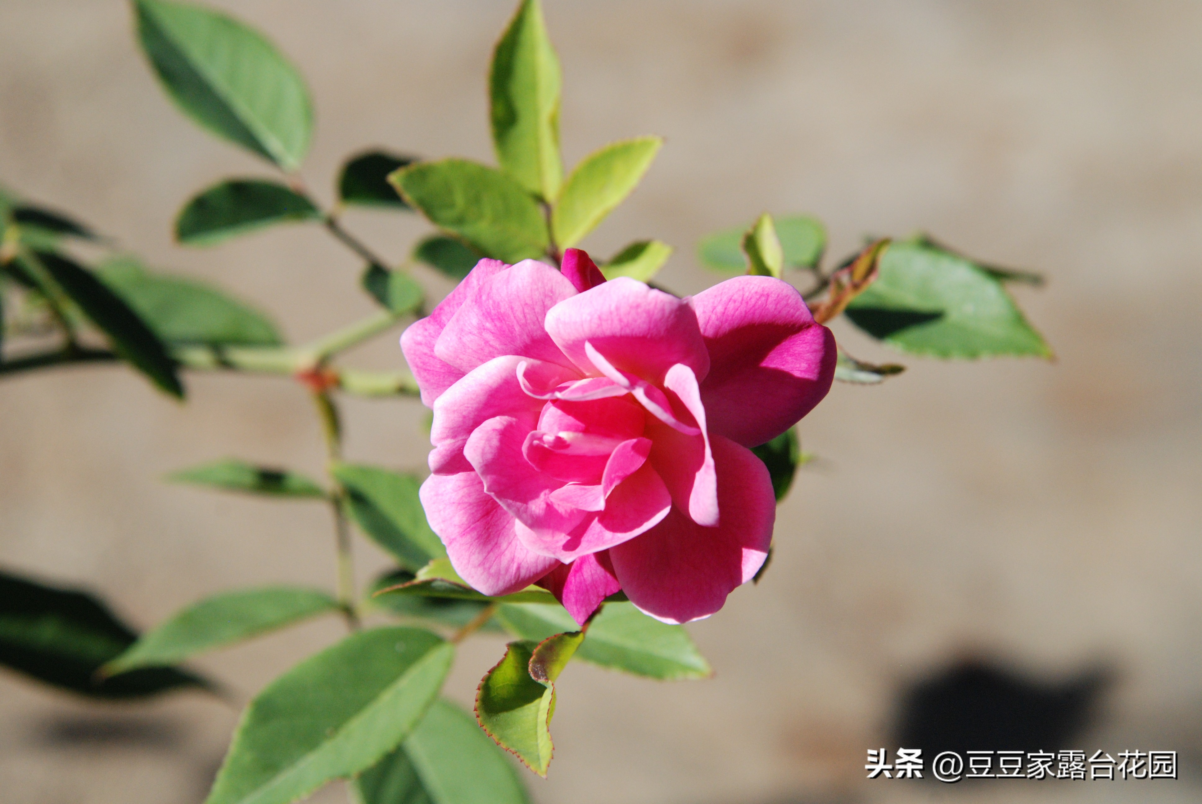 Chinese rose one by one, one of the four old Chinese roses, Yueyue ...