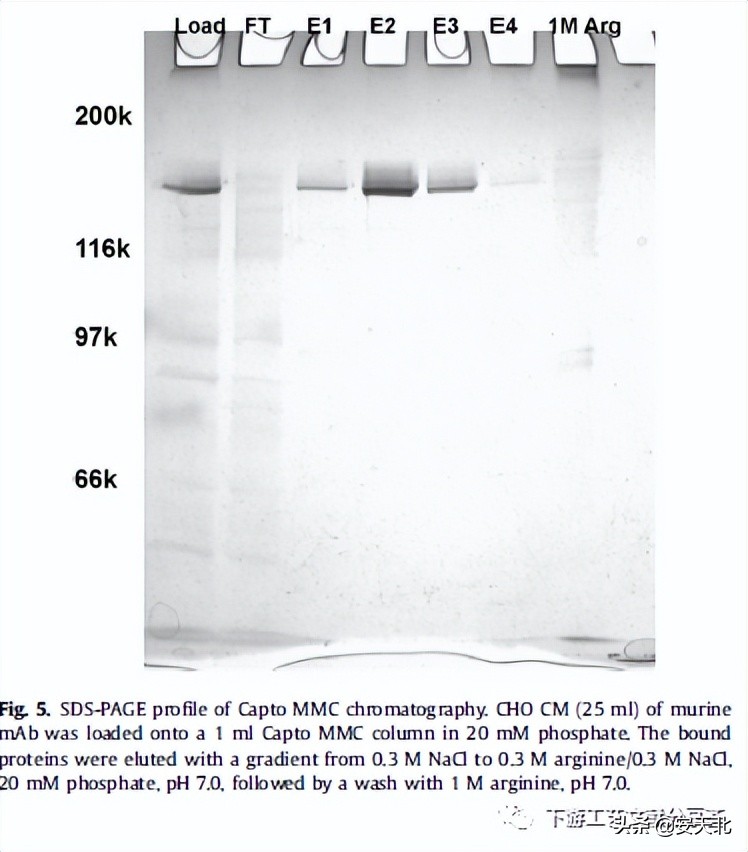 Capto MMC Mixed Mode Chromatography of Mouse and Rabbit Antibodies - iMedia