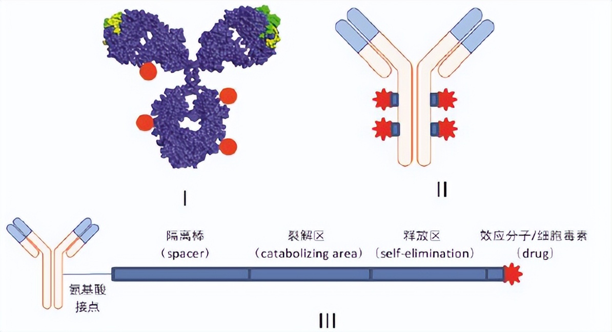 Talking about the development momentum of ADC drugs - iNEWS