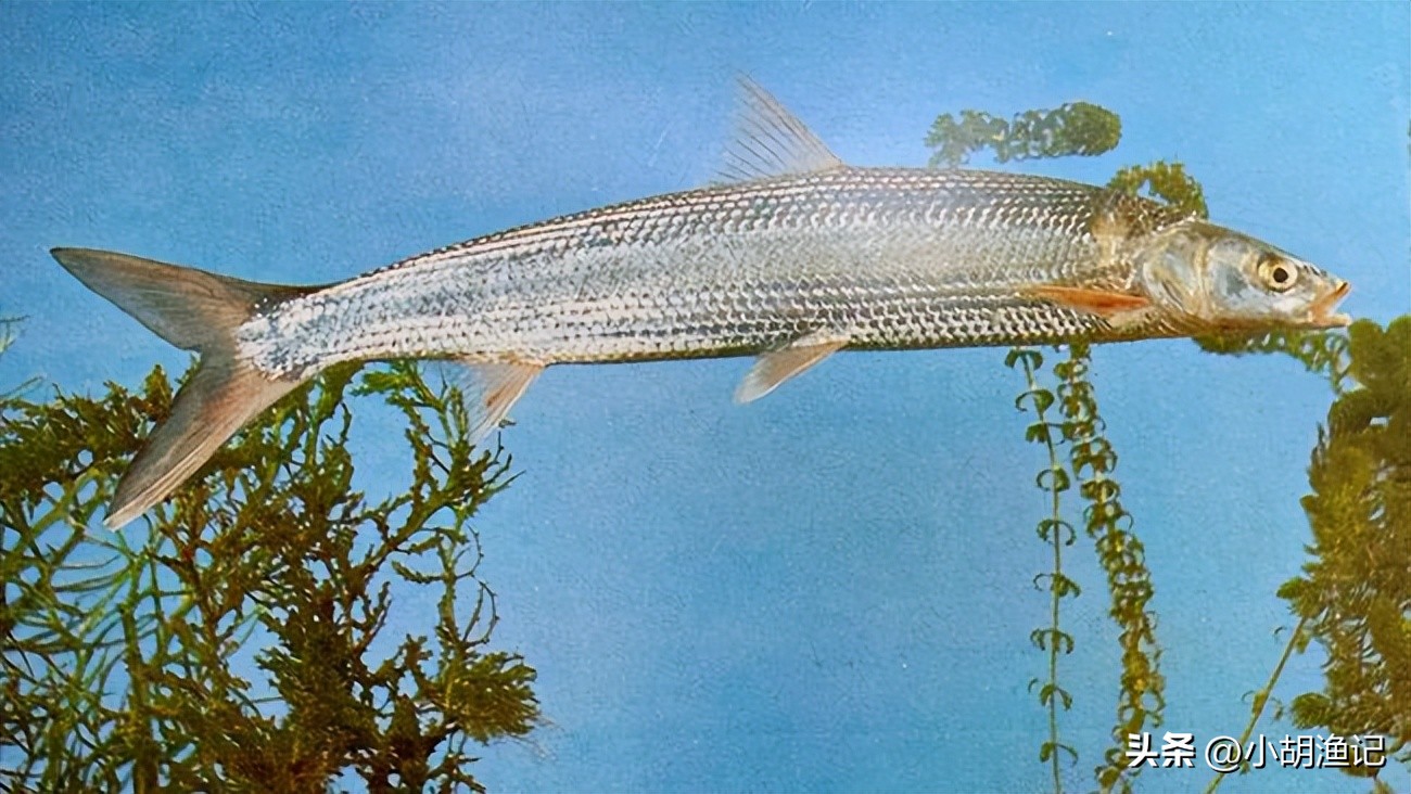 A mysterious fish species appeared in Dongting Lake. It was declared ...