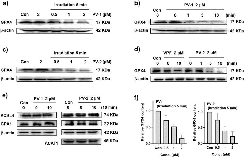 Novel GPX4 degrader triggers ferroptosis and potent antitumor immunity ...