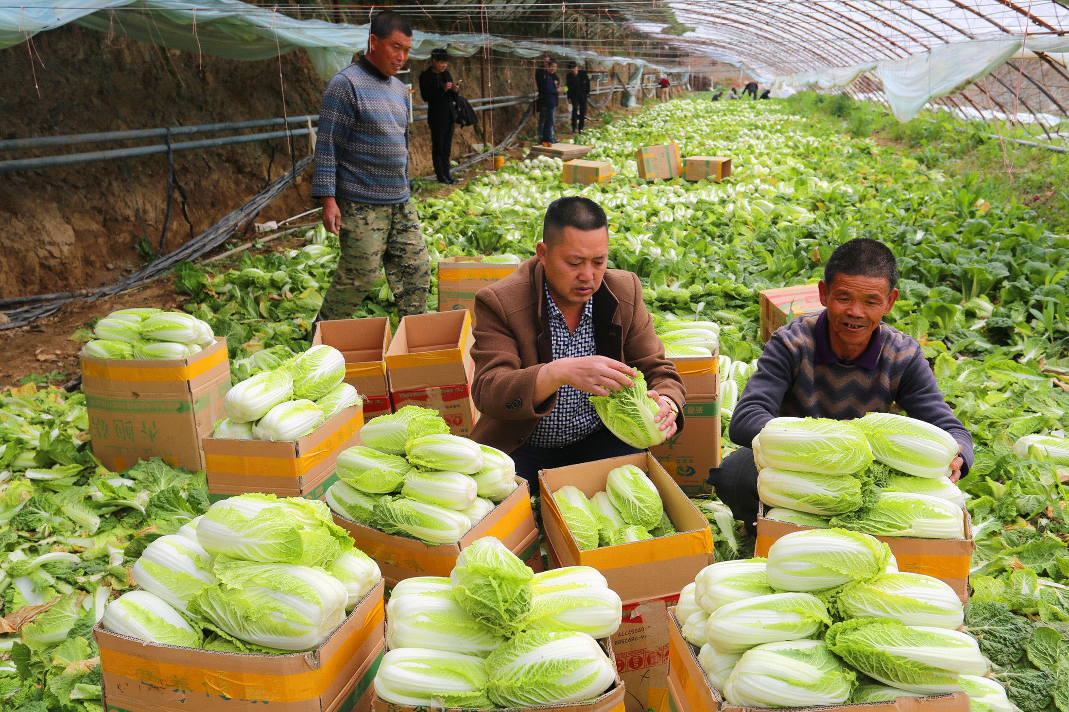 It is not recommended to buy and eat 3 kinds of vegetables in summer ...