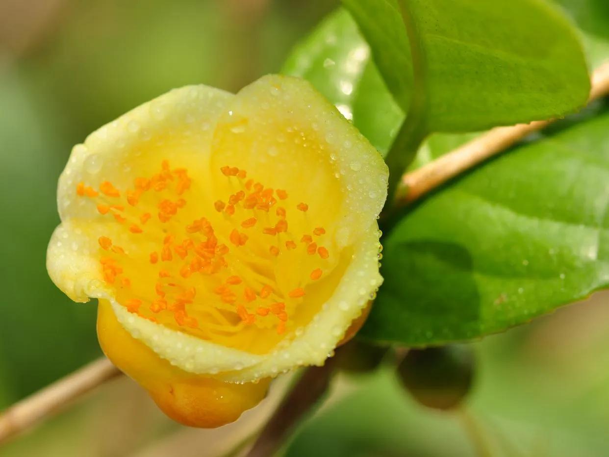 A cup of "Golden Flower Tea" every day has so many benefits, it can not ...