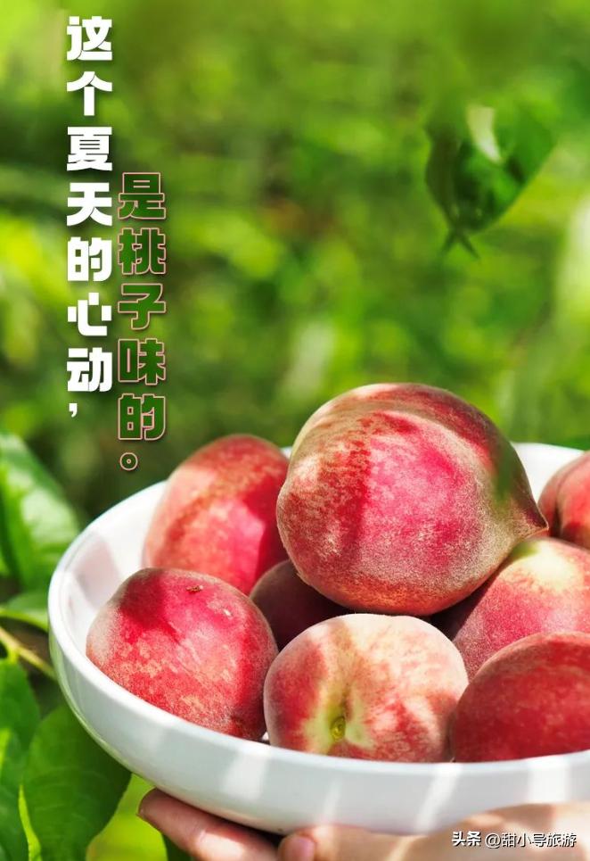 The breeze is blowing in early summer, and the fruits are ripening! - iNEWS