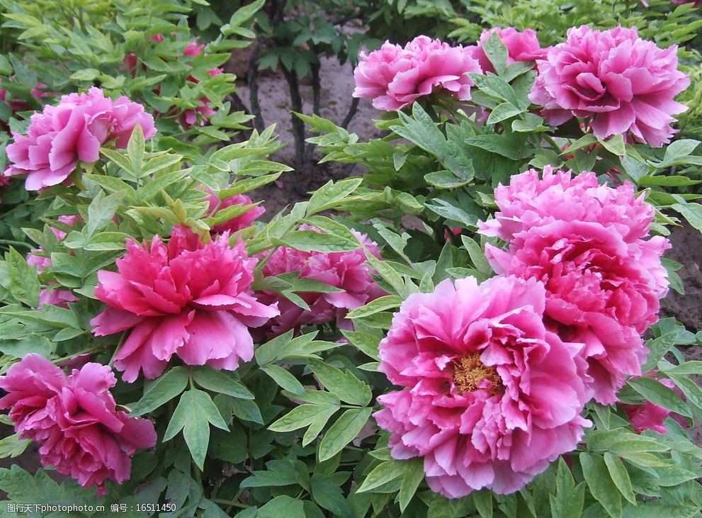 Lin Yutang's masterpiece "Red Peony": the courage to rebel against ...