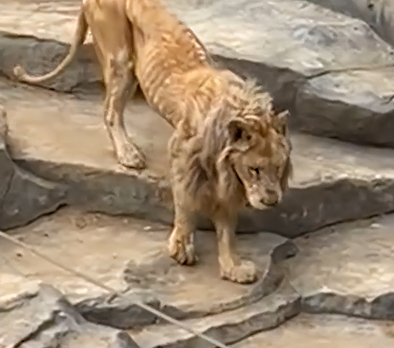 The skinny lion in the zoo caused controversy. The zoo responded that ...