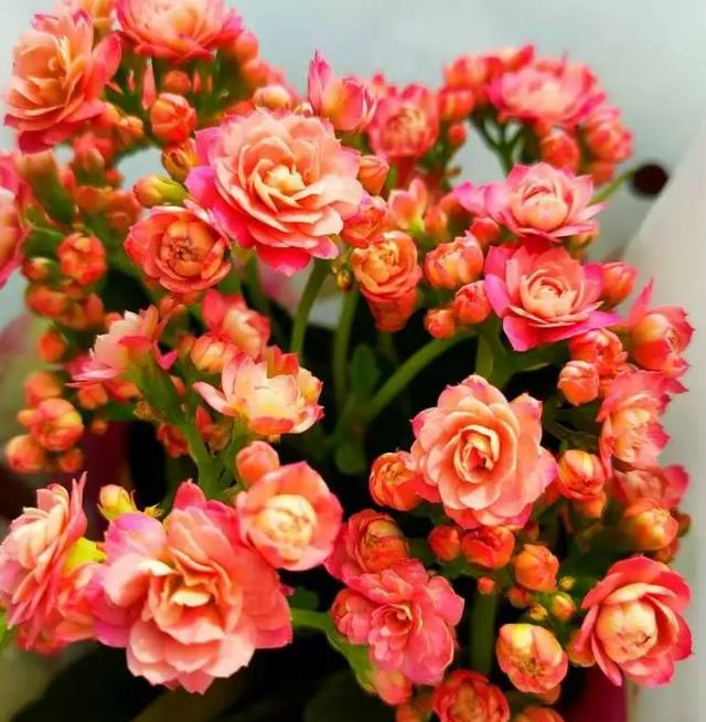 It's time to bud the longevity flower again, do these 3 points, let the ...