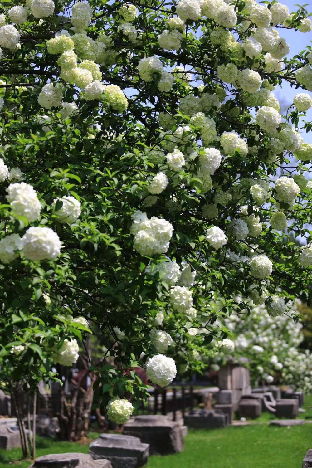 Hydrangeas bloom in spring - iMedia
