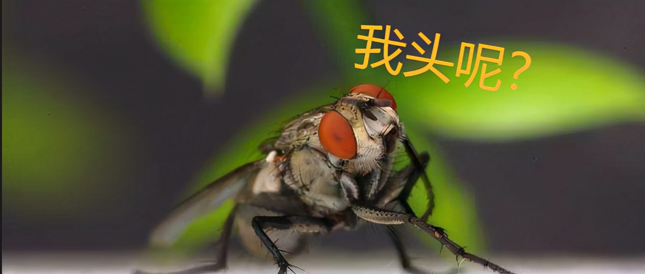 Vigorous flies, with their heads off, they can rub their hands to play ...