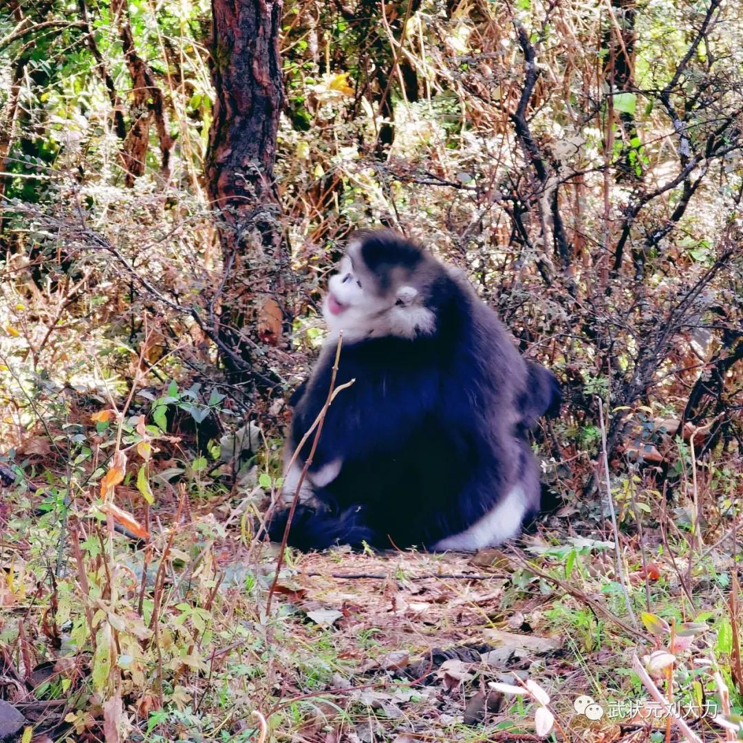 Visita Town - Home of the Snow Mountain Elf Yunnan Golden Monkey (Part ...