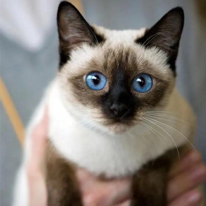 The origin and symbol of the Siamese cat - iNEWS