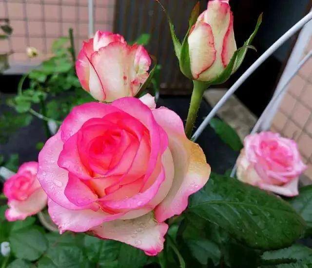 Slim Jumelia Rose - iNEWS