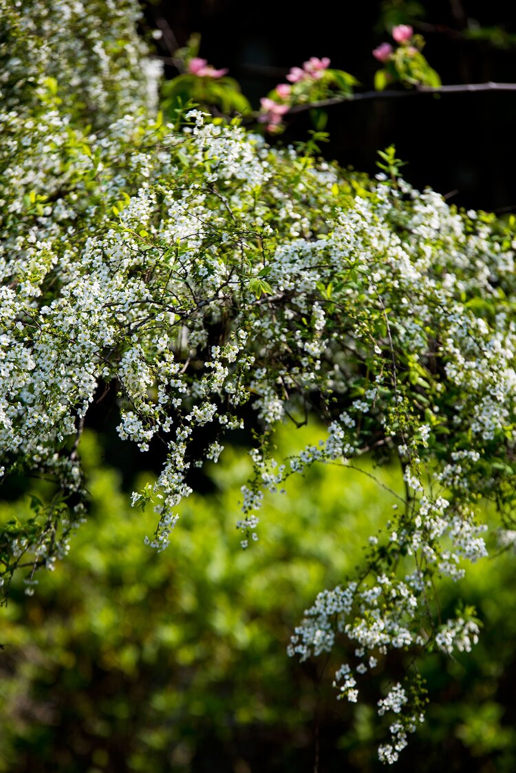 Prose: March is moving, the tenderness of bowing the head is the most ...