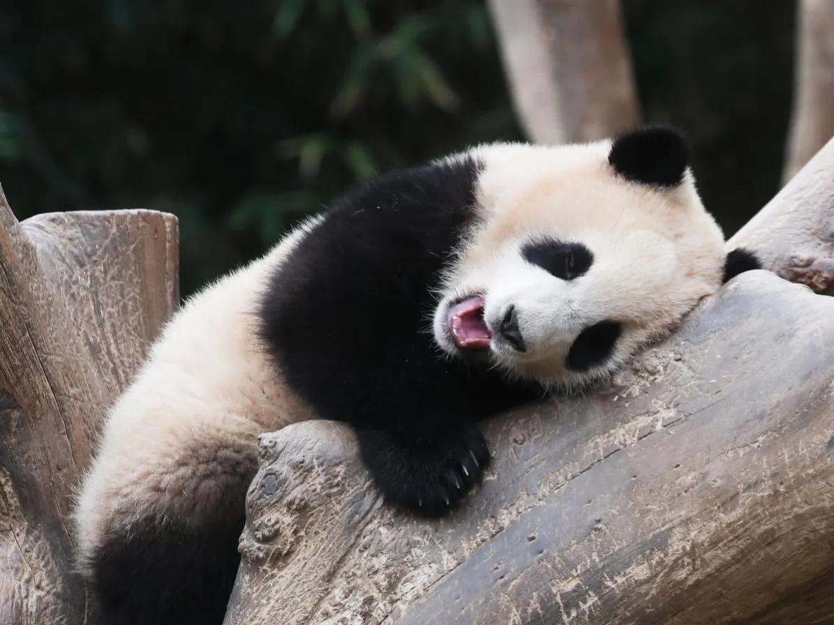 On the night of Weibo, Gu Ailing met Huahua, the top panda in the world ...