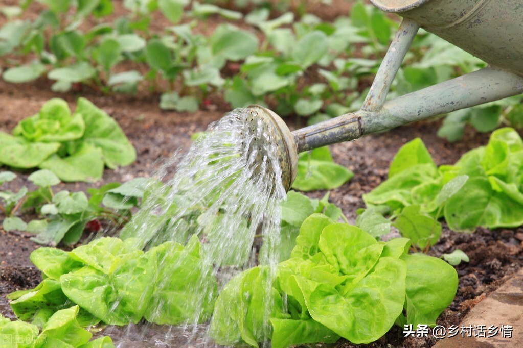 No matter what kind of vegetables you grow?These watering methods are ...