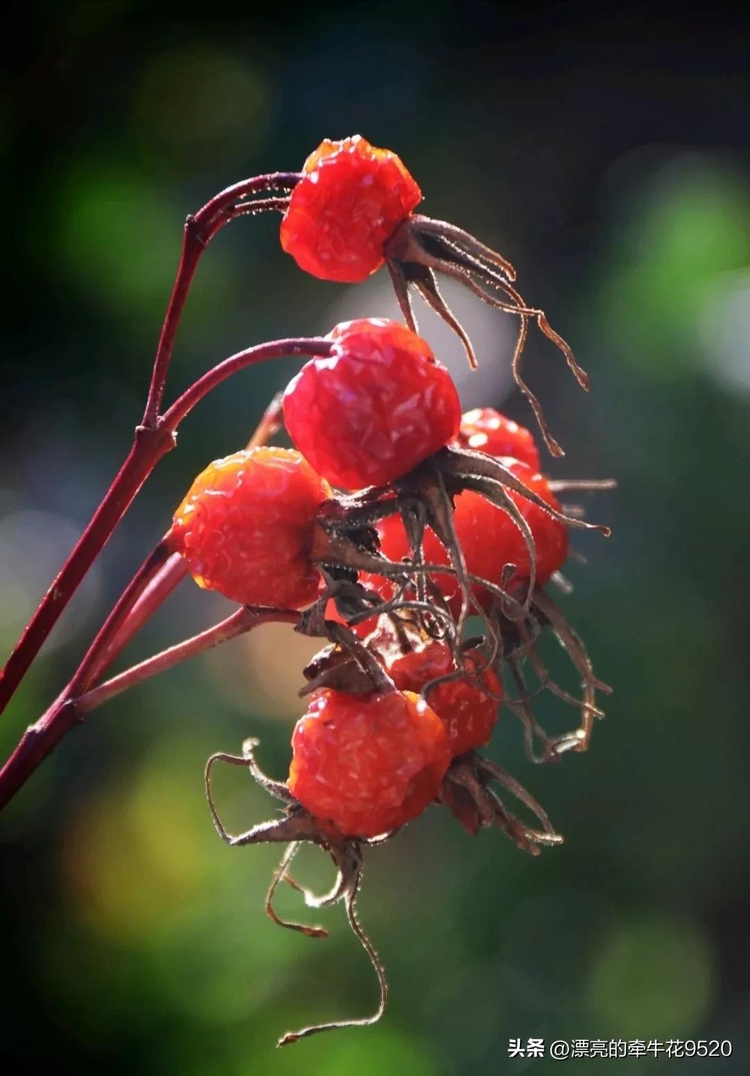 Ripe wild thorn plum fruit, waxy and sweet, with endless aftertaste - iNEWS