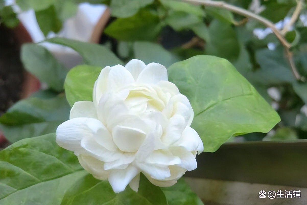 How to raise jasmine to grow well?Do the pruning properly and wait for ...