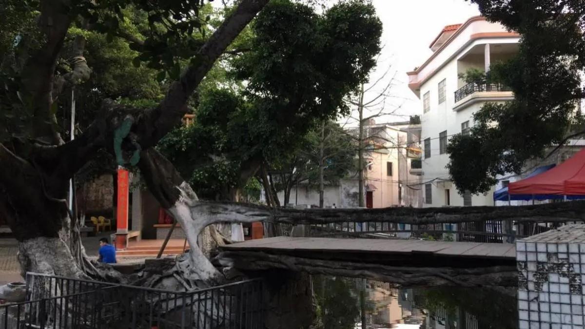 Have you ever seen a bridge formed by a hundred-year-old banyan tree ...