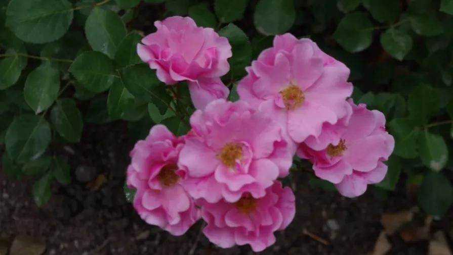 The earliest flowering rose "Else Poulsen" and its vines in history ...