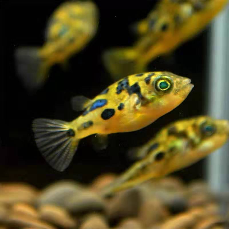 The ranking of small tropical fish is fierce, and the sixth to tenth ...