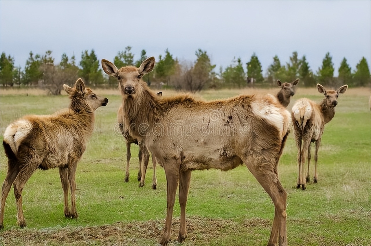 A wild sika deer appeared on the coast of Dalian and almost pushed ...