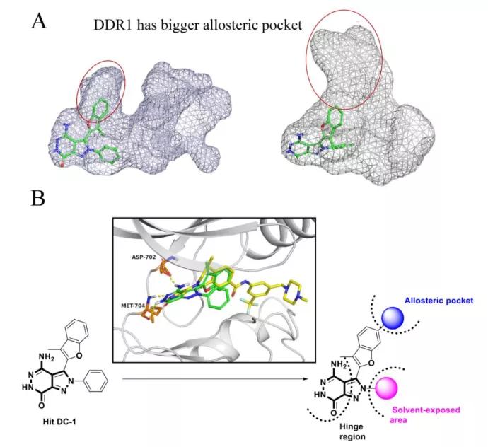 Design, Synthesis and Evaluation of Pyrazolol "3,4 d" Pyrazinone DDR1 Inhibitors - iNEWS