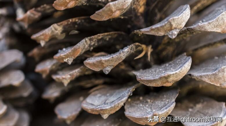 Macro Photography Tips: 6 Tips to Take Emotional Macro Shots - iNEWS
