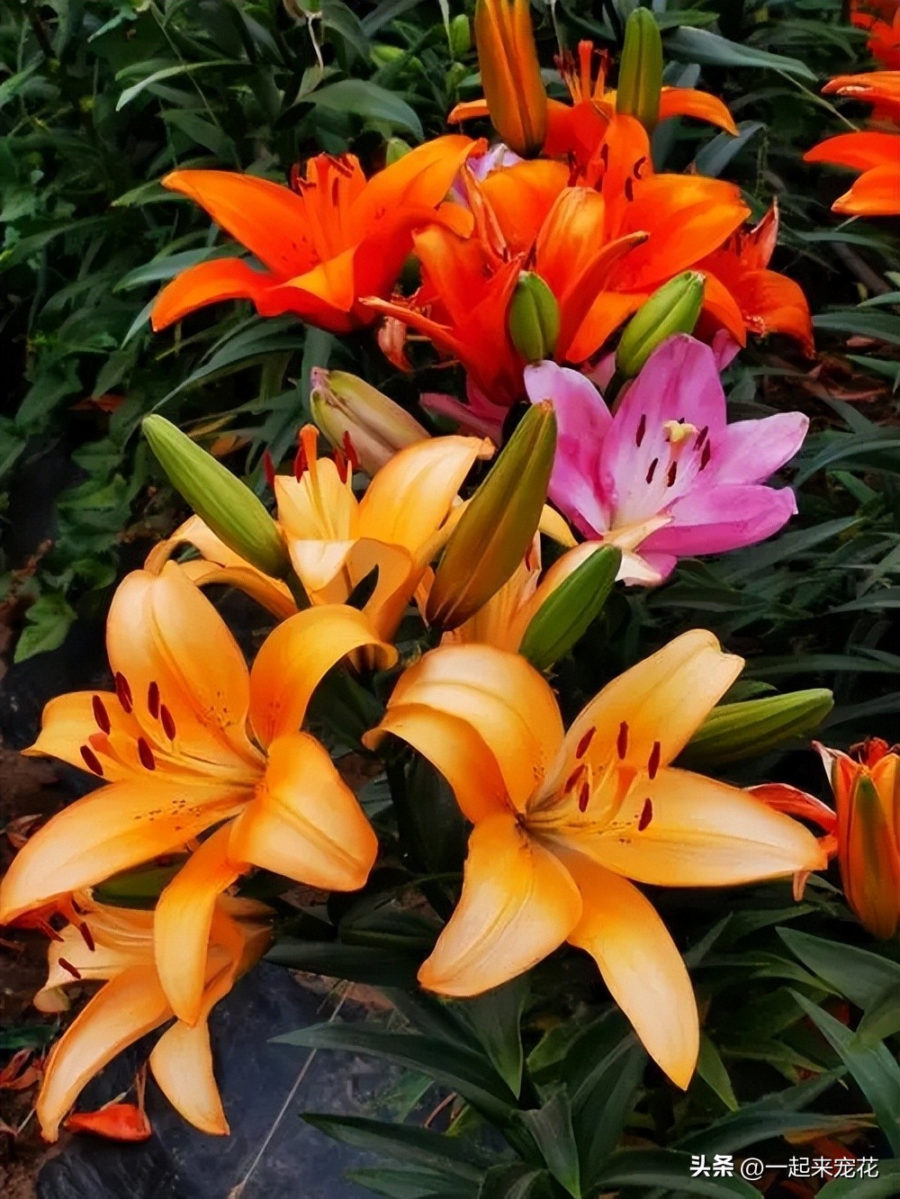 Plant 5 kinds of flowers at home in autumn, good-looking flowers are ...