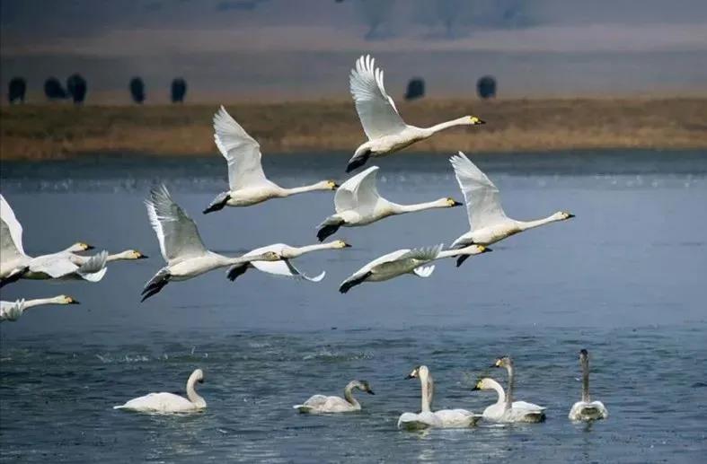 Li Shimin (3): The superb art of employing people - iNEWS