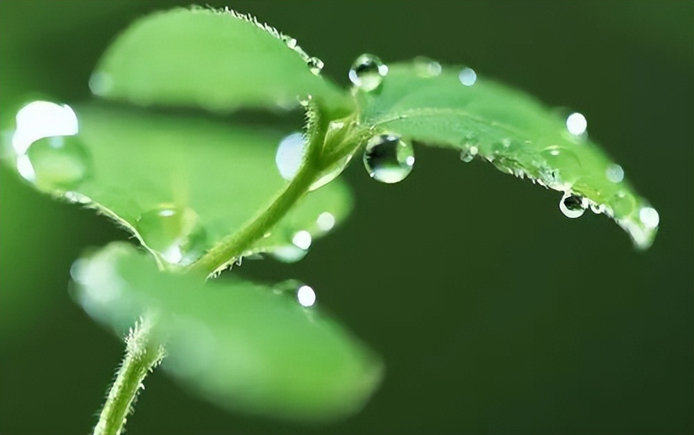 Where is the cold dew the most nostalgic?The dew is white tonight, the ...