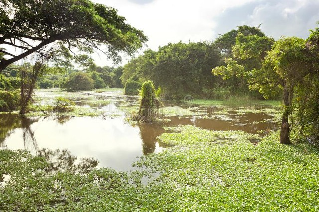 Popular Science: How Swamps Are Formed! - iNEWS