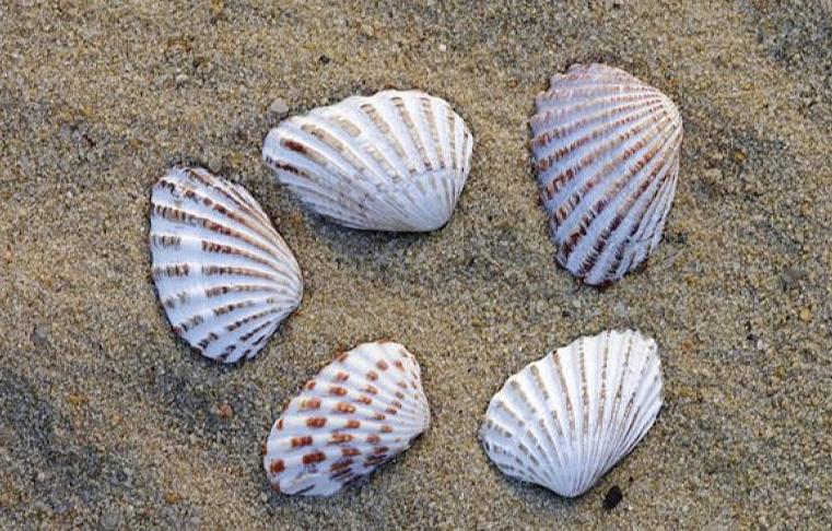 The amazing vitality of clams: How do they survive without water? - iNEWS