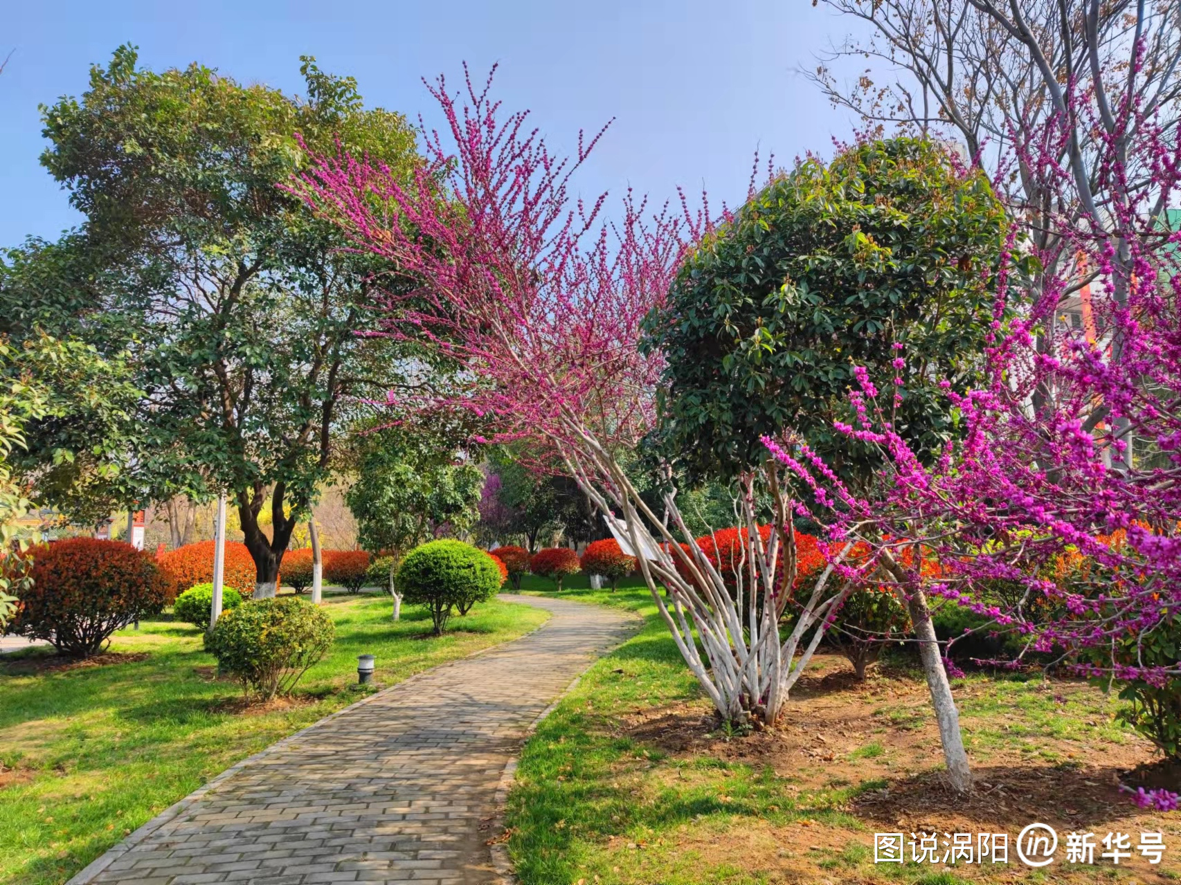 Laozi's hometown of Guoyang: A charming spring scene of redbuds in ...