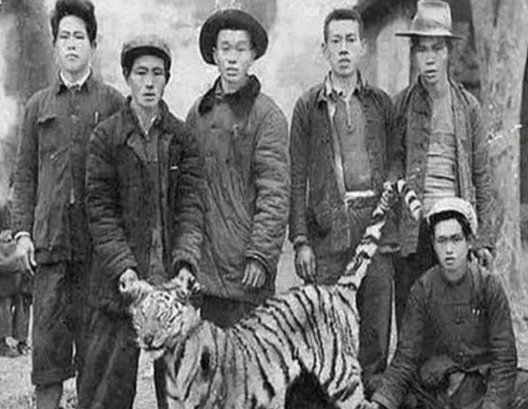 The human-tiger war in the 1950s: In 10 years, 2,000 people were killed ...