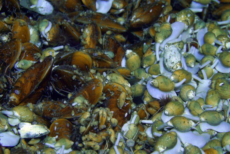 Late Pleistocene deep-sea cold seep bivalves on the northern slope of ...